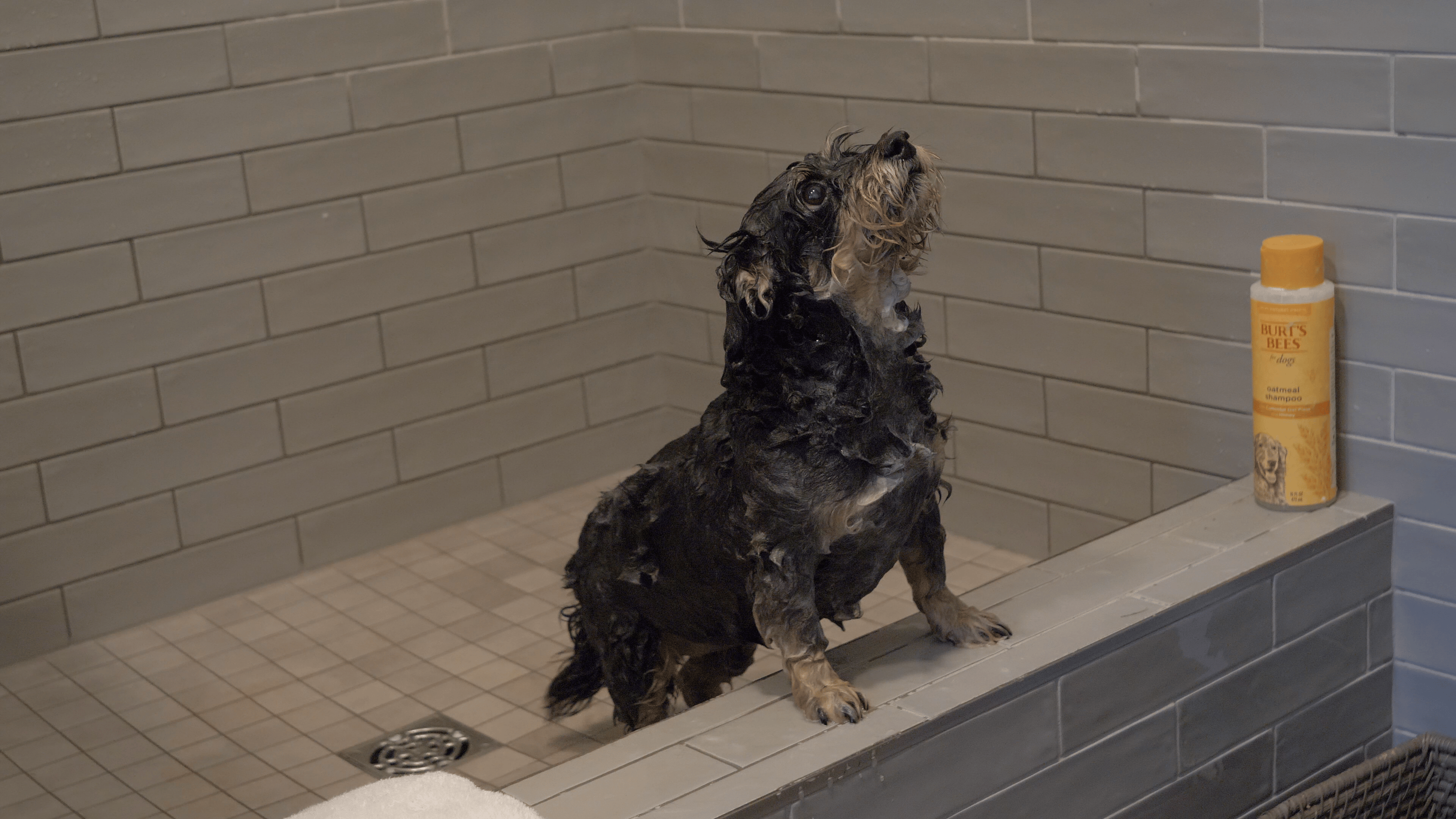 Custom Home Design Ideas for Pet Lovers and Dog Owners